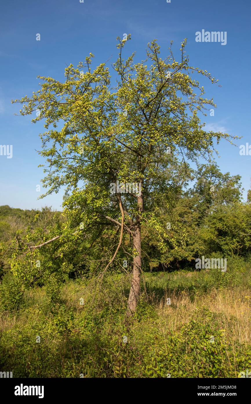 Environmentally important open space landscape in the Surrey Hills Area ...
