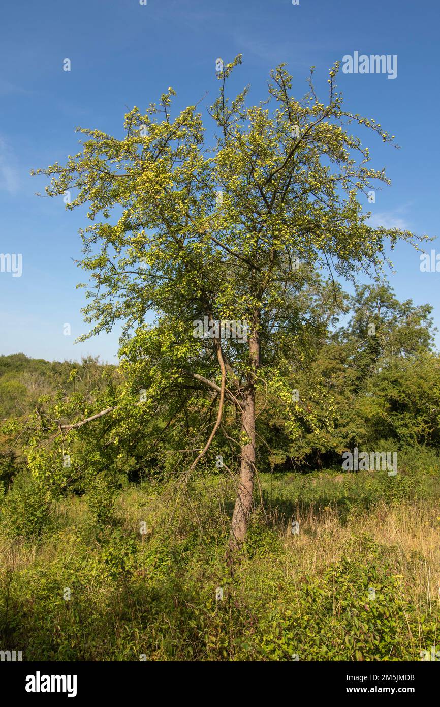 Environmentally important open space landscape in the Surrey Hills Area ...