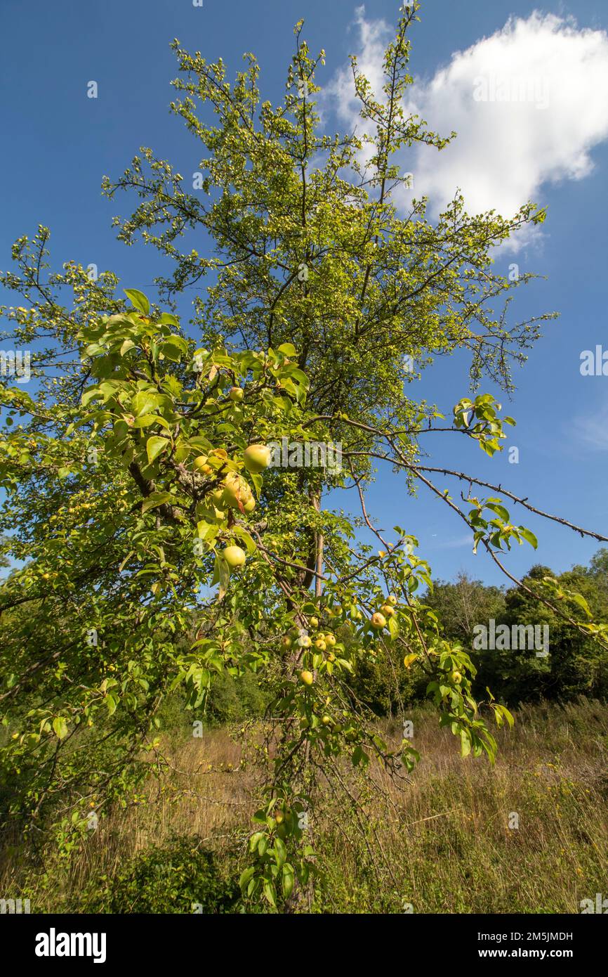 Environmentally important open space landscape in the Surrey Hills Area ...