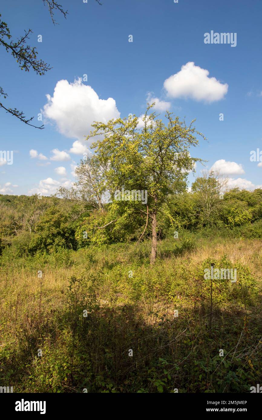 Classic landscape with prominent wild apple tree withsummer sunshine ...