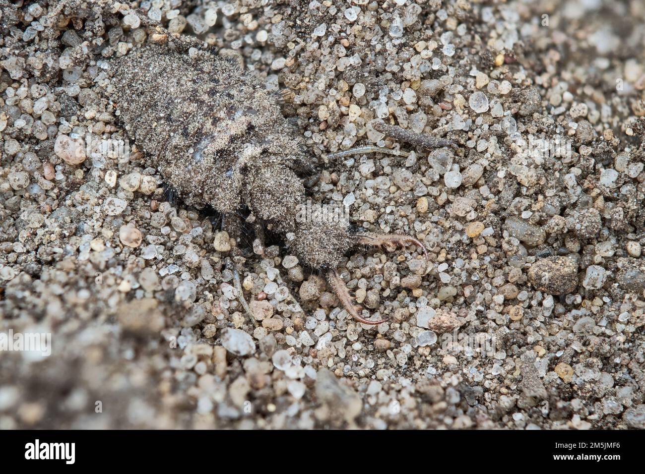 Geflecktflueglige Ameisenjungfer Larve - Ameisenloewe, Euroleon nostras ...