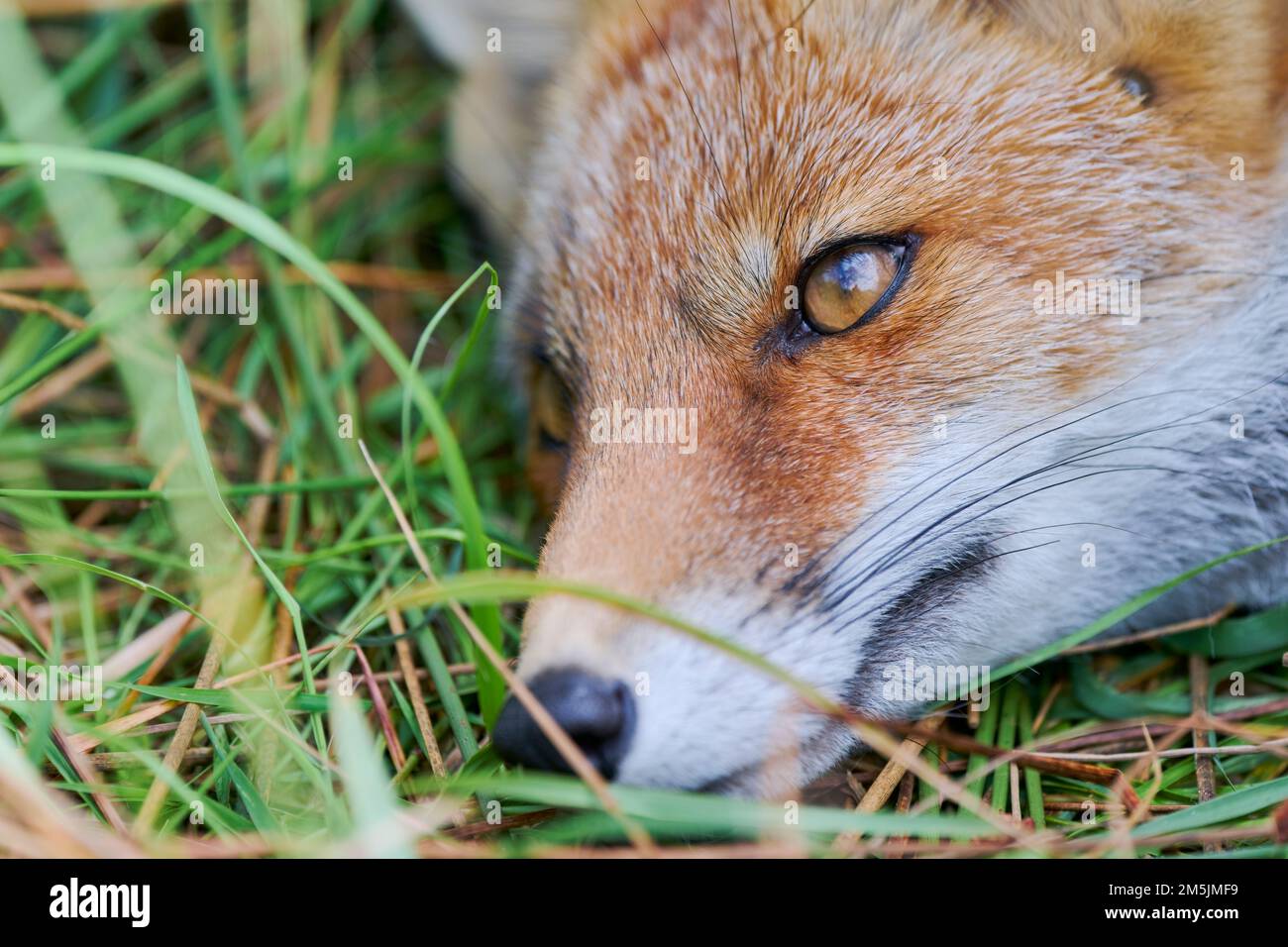 Rotfuchs, Vulpes vulpes, Red Fox Stock Photo - Alamy