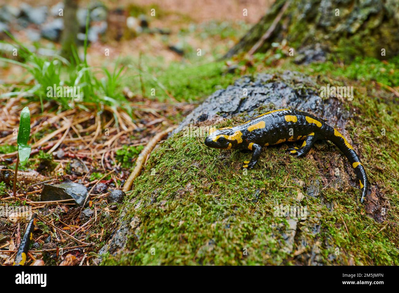 Feuersalamander, Salamandra salamandra, european fire salamander Stock ...