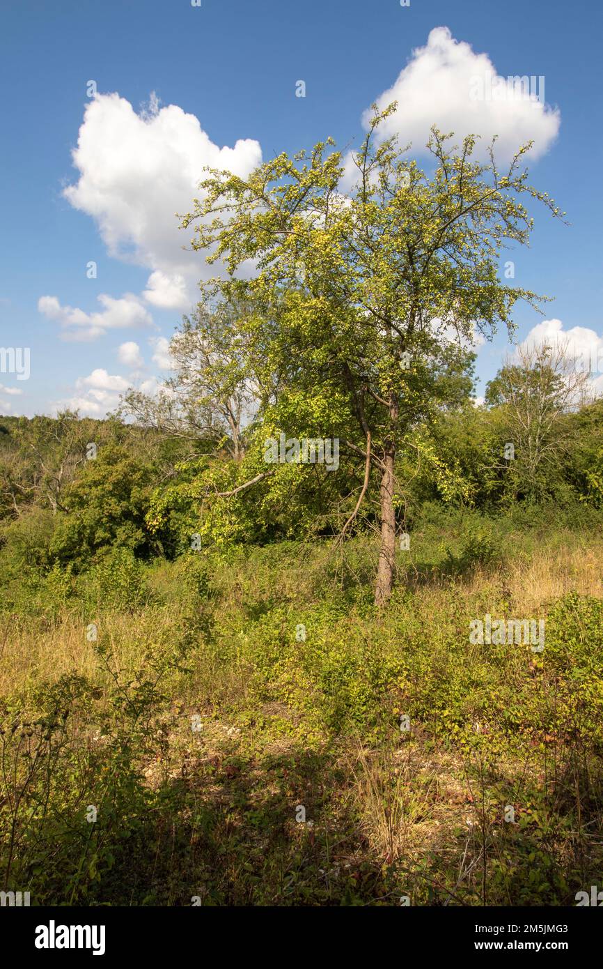 Classic landscape with prominent wild apple tree withsummer sunshine ...