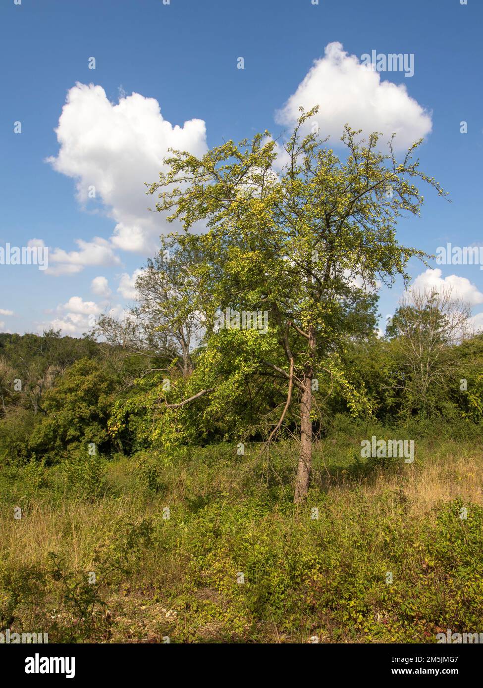 Classic landscape with prominent wild apple tree withsummer sunshine ...