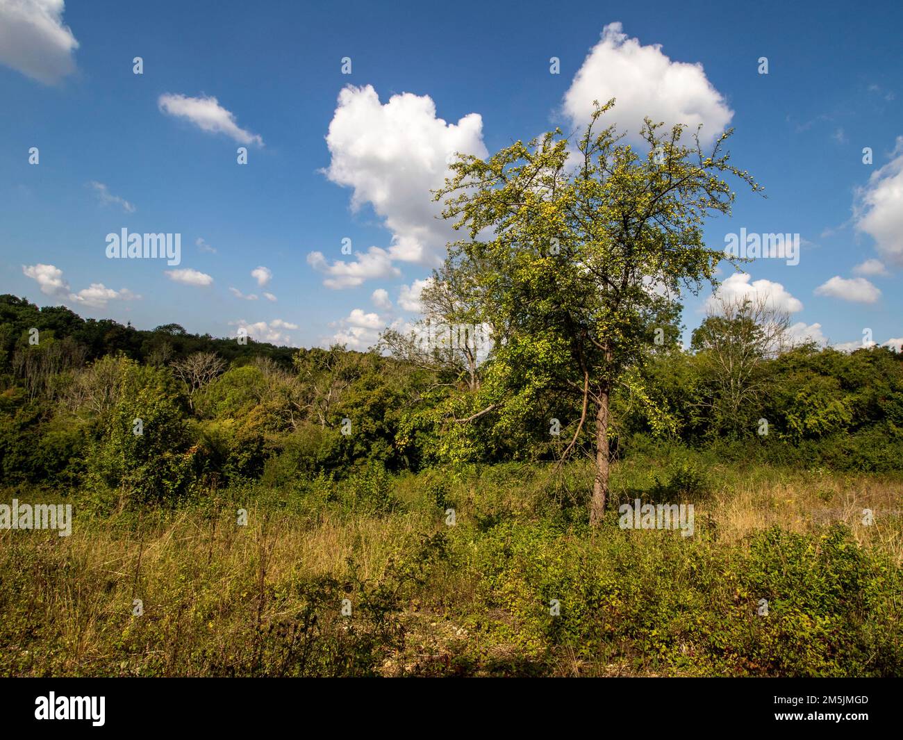 Classic landscape with prominent wild apple tree withsummer sunshine ...