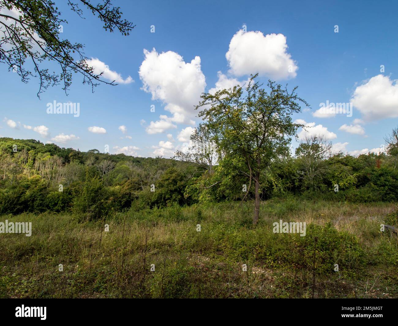 Classic landscape with prominent wild apple tree withsummer sunshine ...