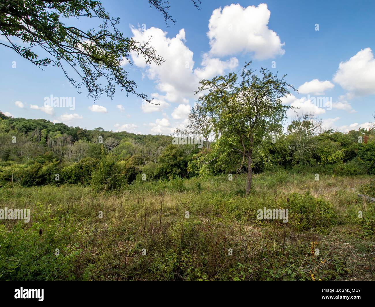 Classic landscape with prominent wild apple tree withsummer sunshine ...