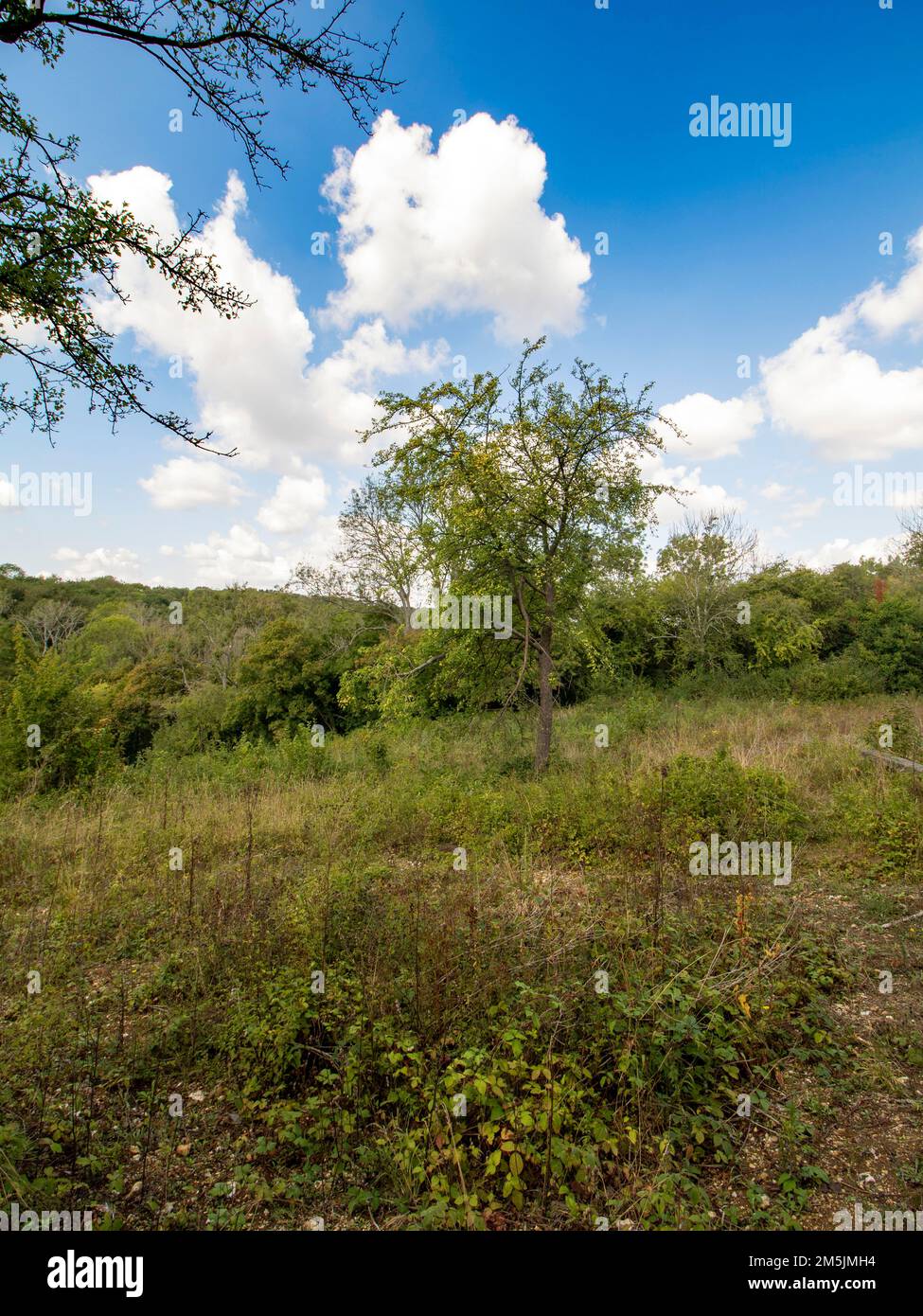 Classic landscape with prominent wild apple tree withsummer sunshine ...