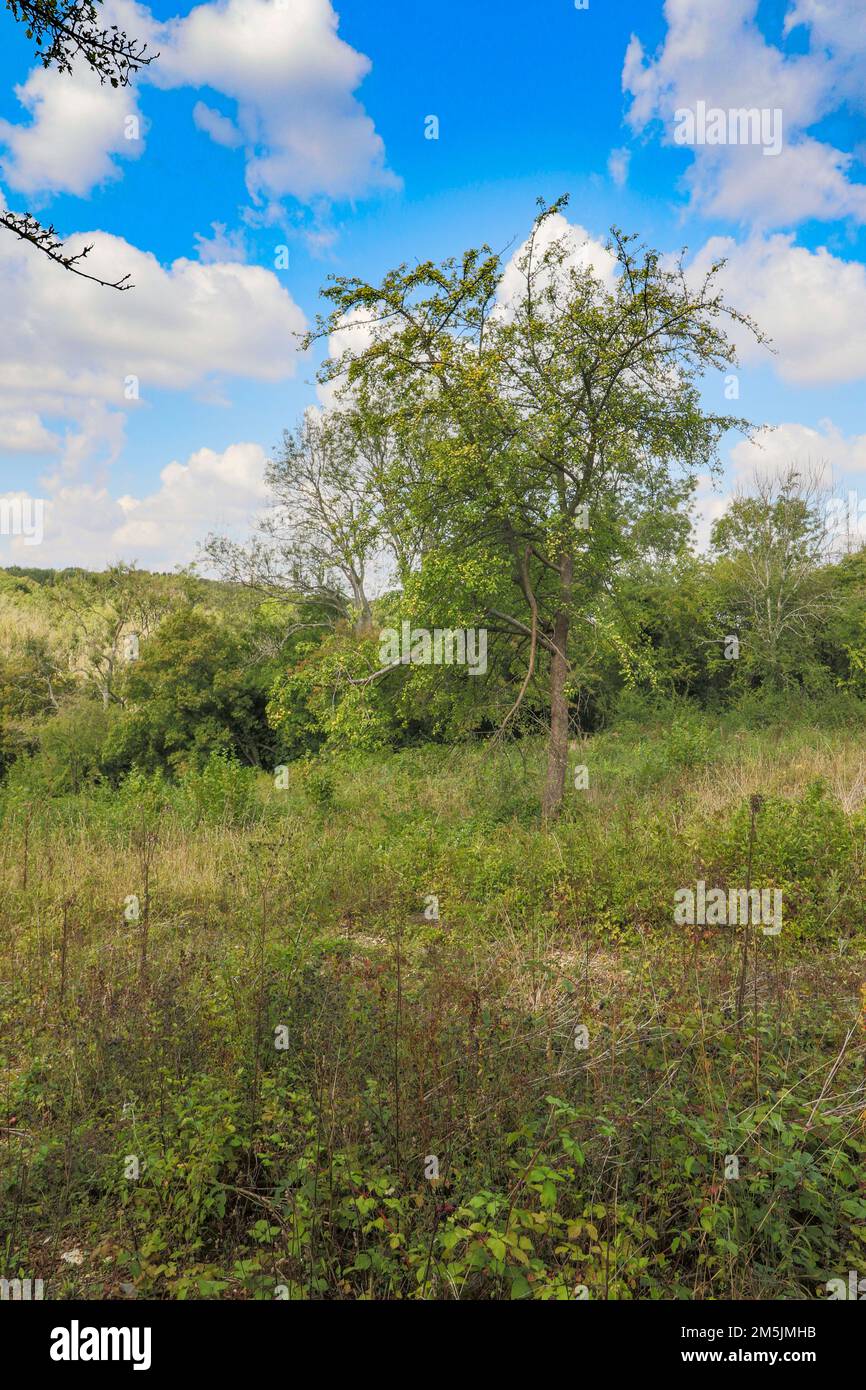 Classic landscape with prominent wild apple tree withsummer sunshine ...