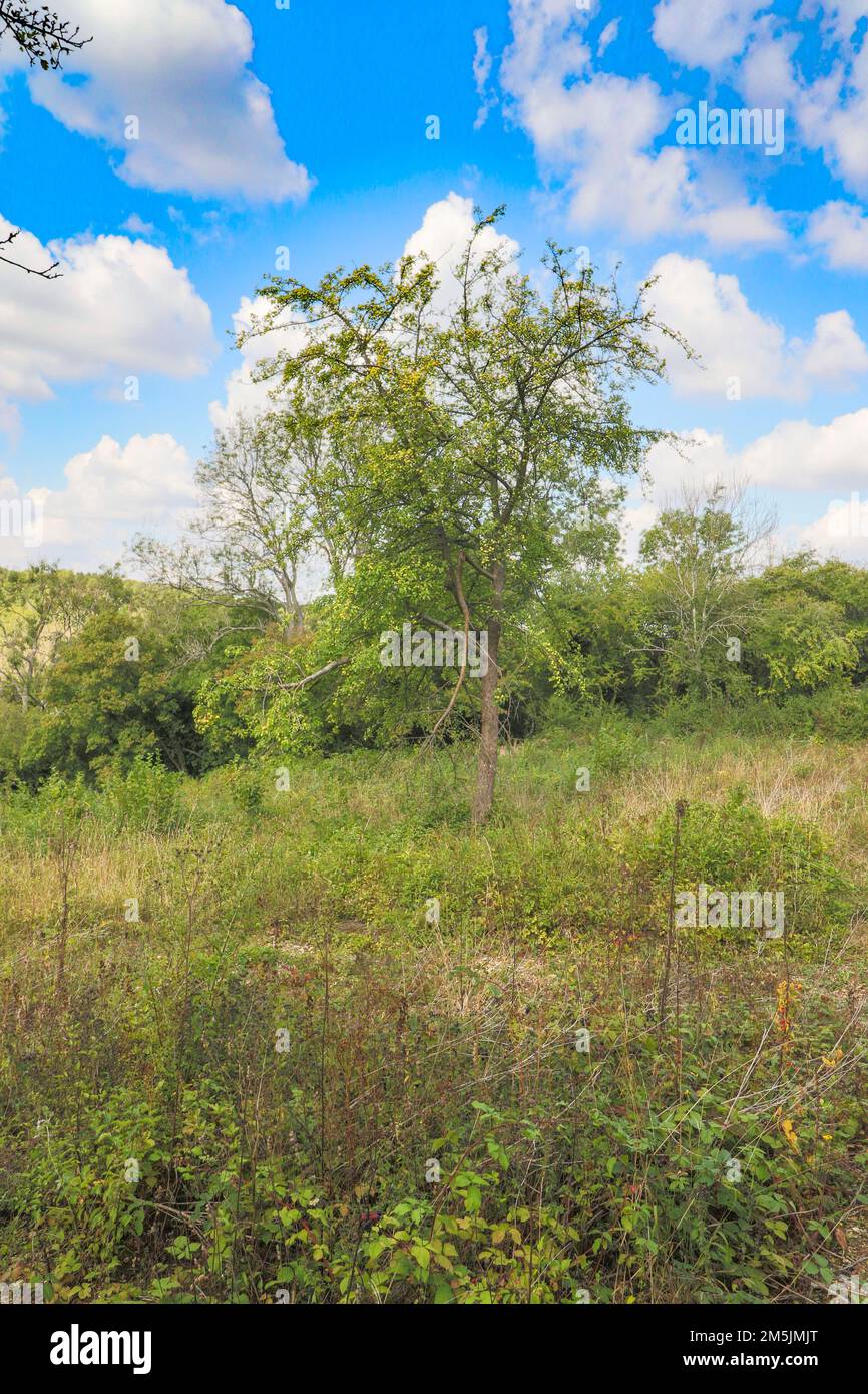 Classic landscape with prominent wild apple tree withsummer sunshine ...