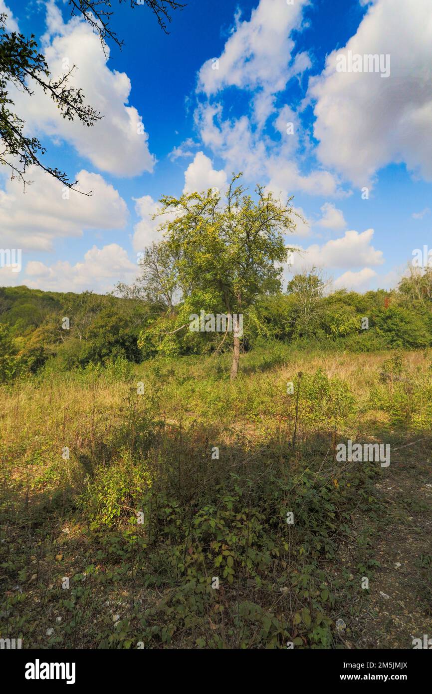 Classic landscape with prominent wild apple tree withsummer sunshine ...