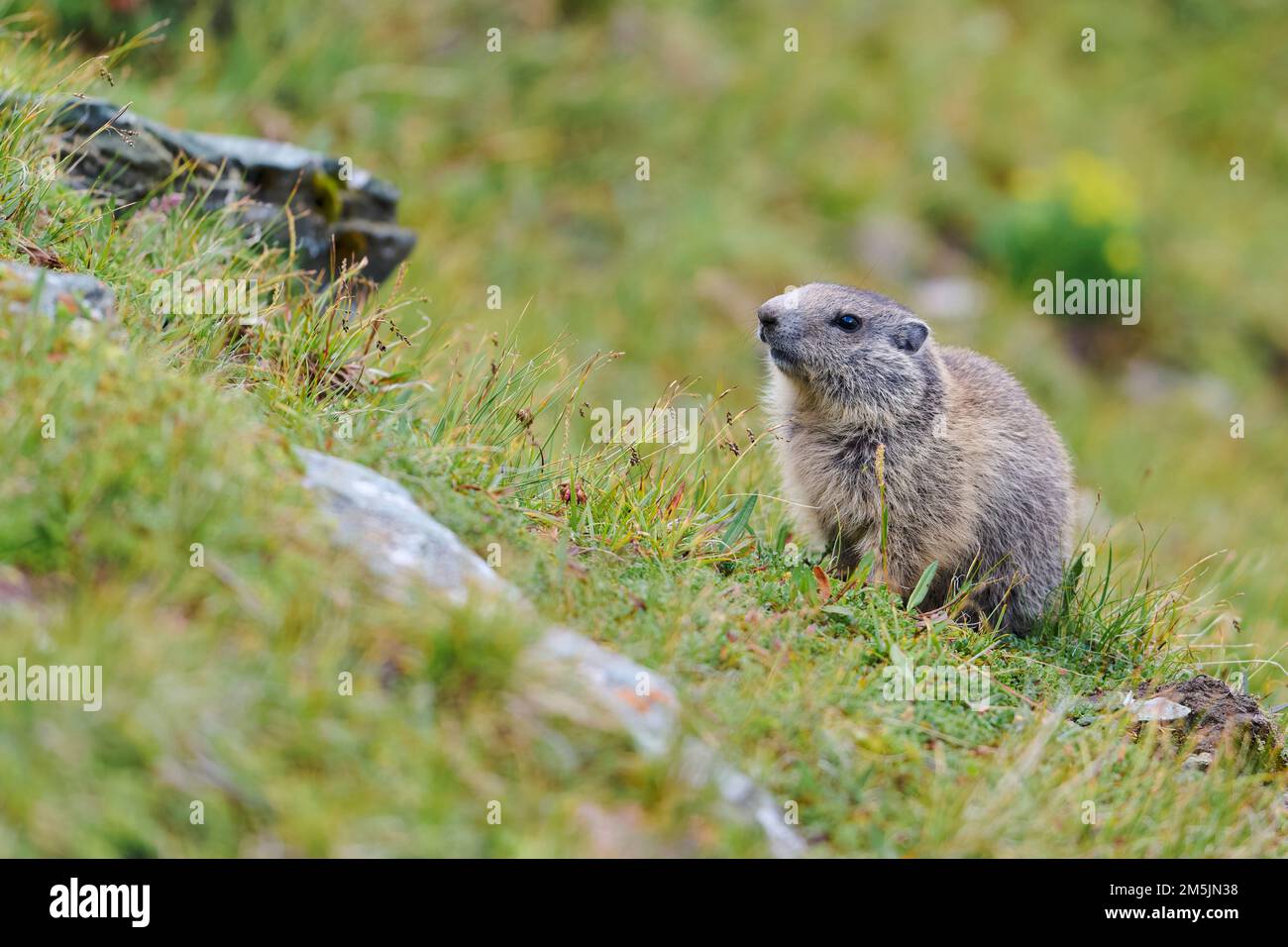 Alpenmurmeltier, Marmota marmota, Alpine Marmot Stock Photo - Alamy