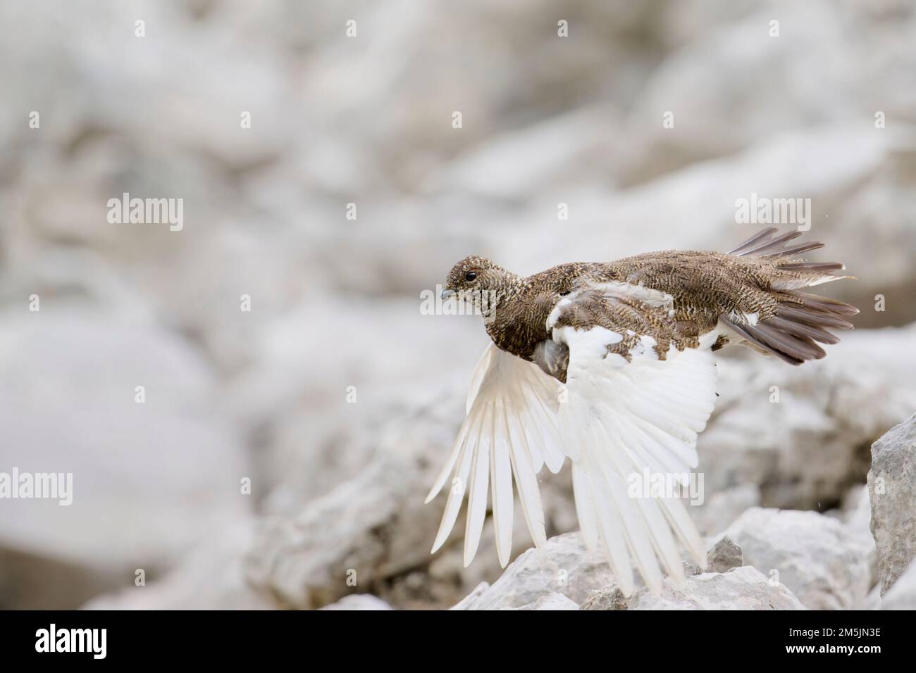 Alpenschneehuhn, Lagopus muta, Rock Ptarmigan Stock Photo - Alamy