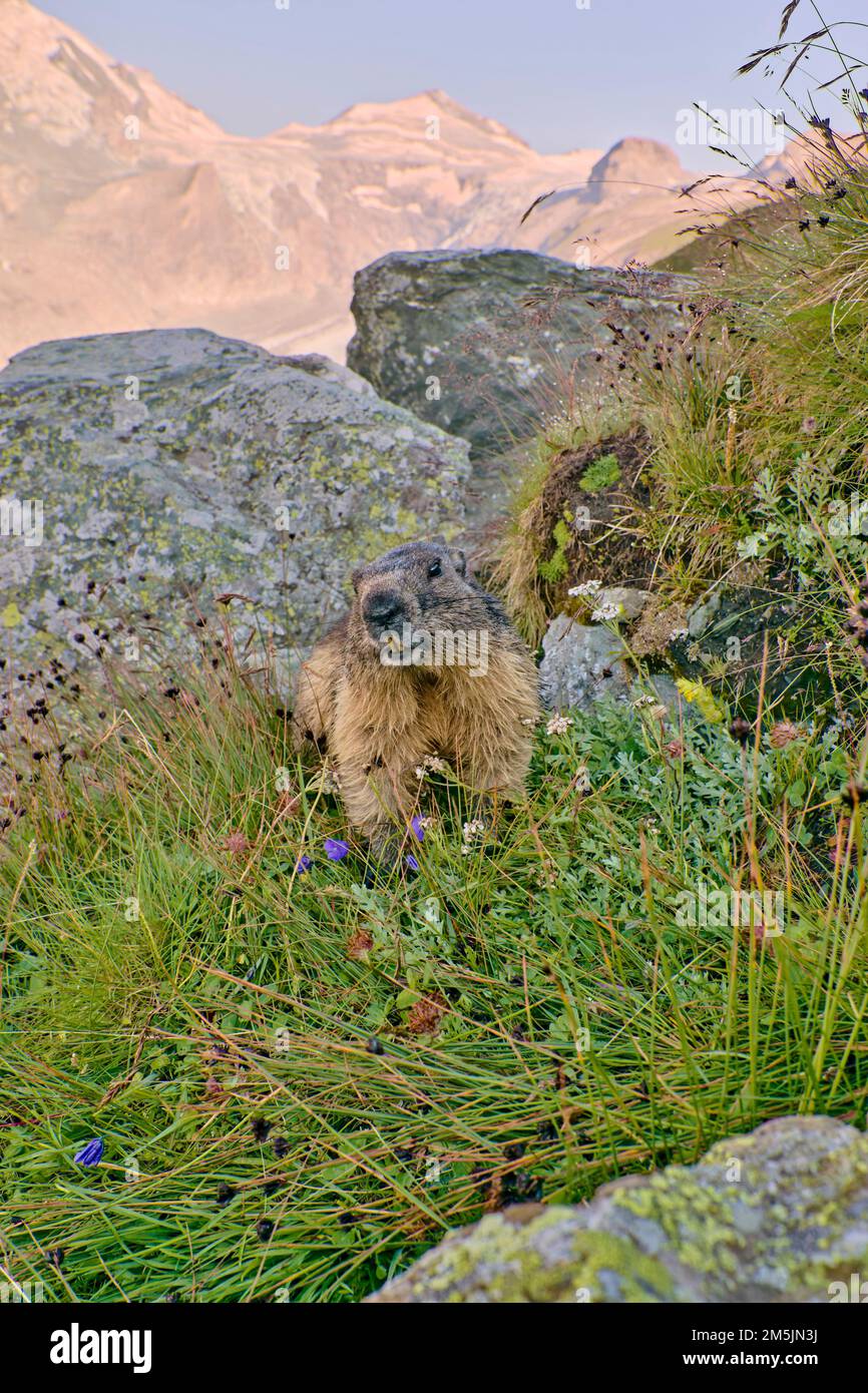 Alpenmurmeltier, Marmota marmota, Alpine Marmot Stock Photo - Alamy