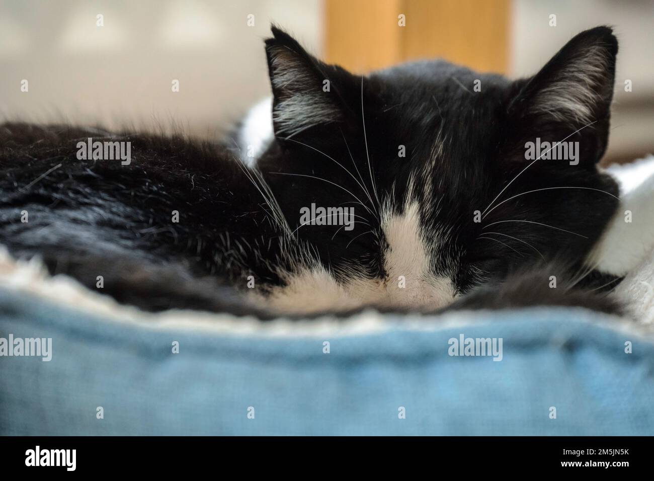 Close up heavy sleep Stock Photo - Alamy