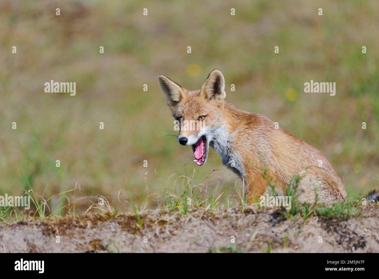 Rotfuchs, Vulpes vulpes, Red Fox Stock Photo - Alamy