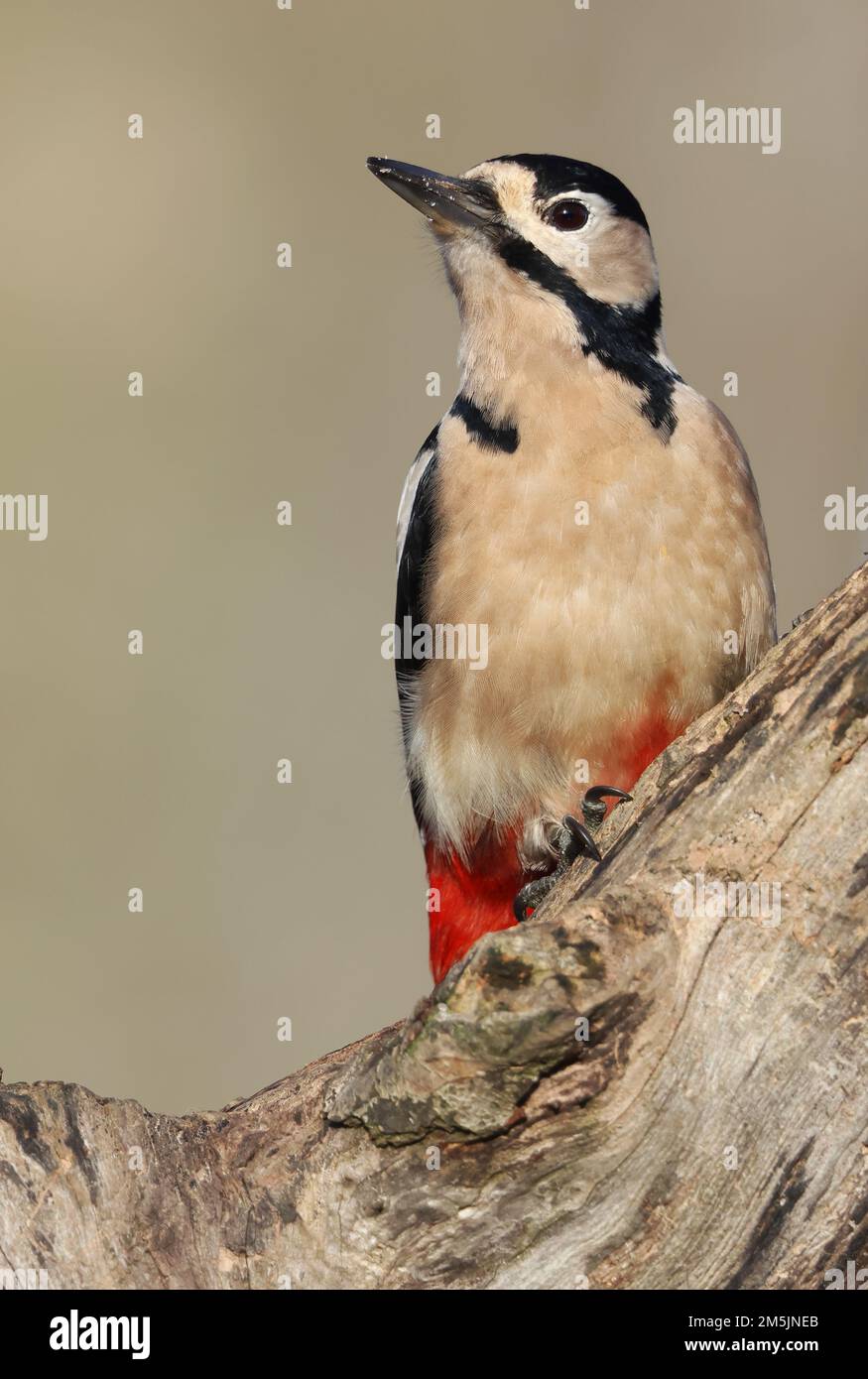 Female Great Spotted Woodpecker Dendrocopos major in Gloucestershire UK ...