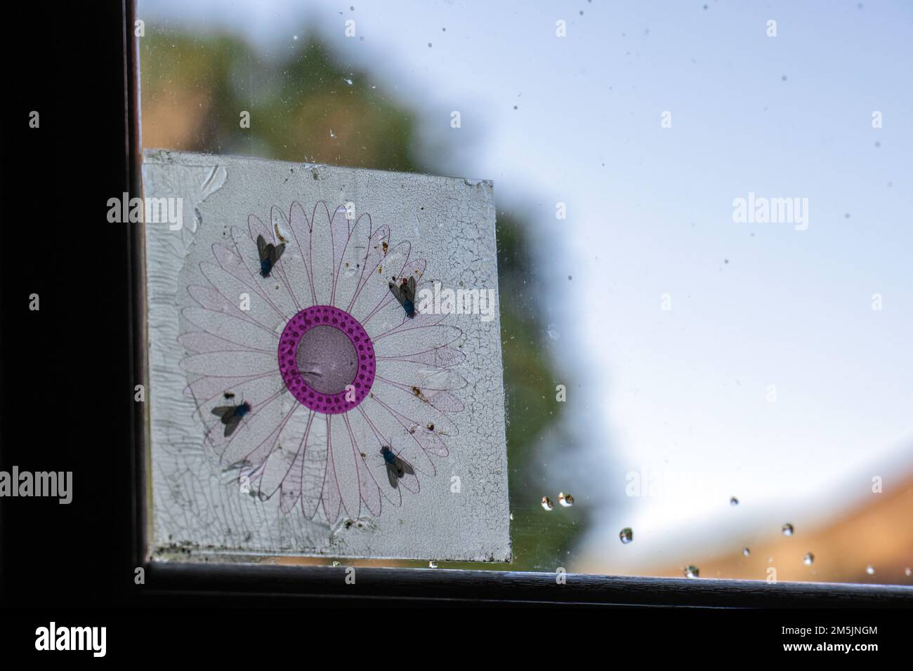 Window Fly Stickers Stock Photo - Alamy