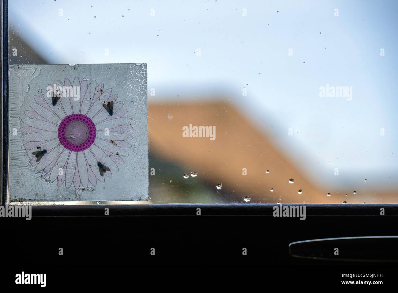 Window Fly Stickers Stock Photo - Alamy