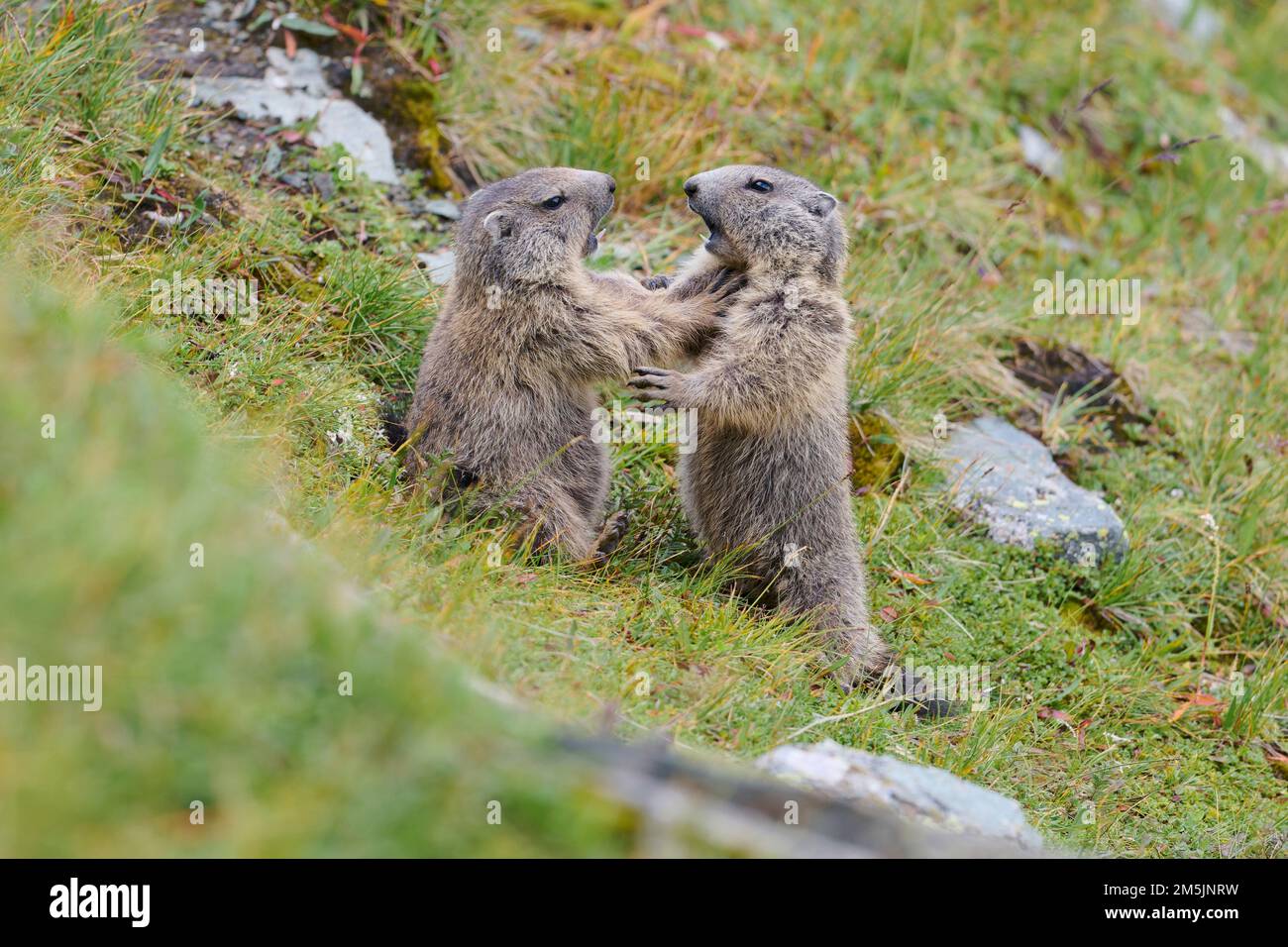 Alpenmurmeltier, Marmota marmota, Alpine Marmot Stock Photo - Alamy
