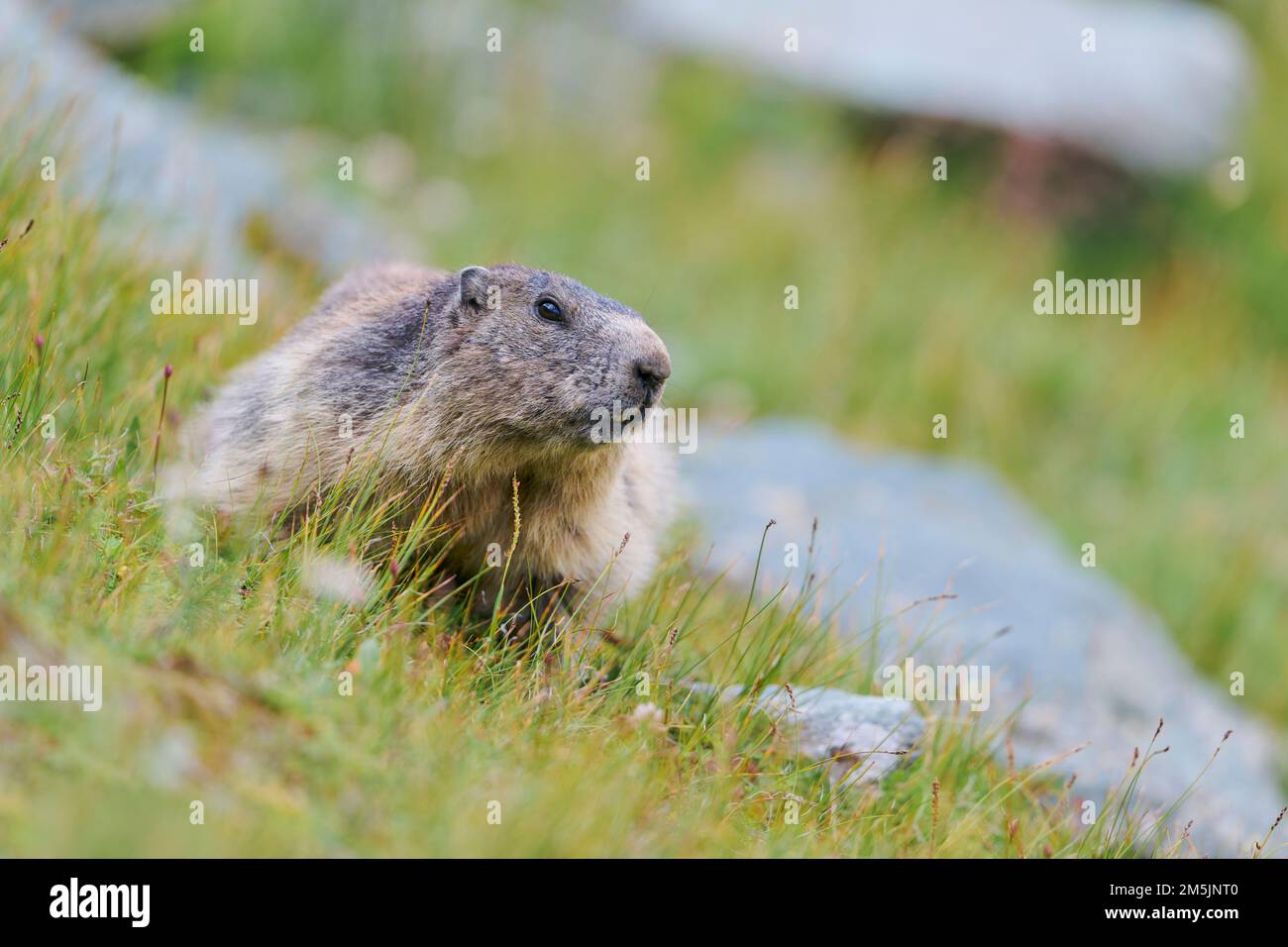 Alpenmurmeltier, Marmota marmota, Alpine Marmot Stock Photo - Alamy