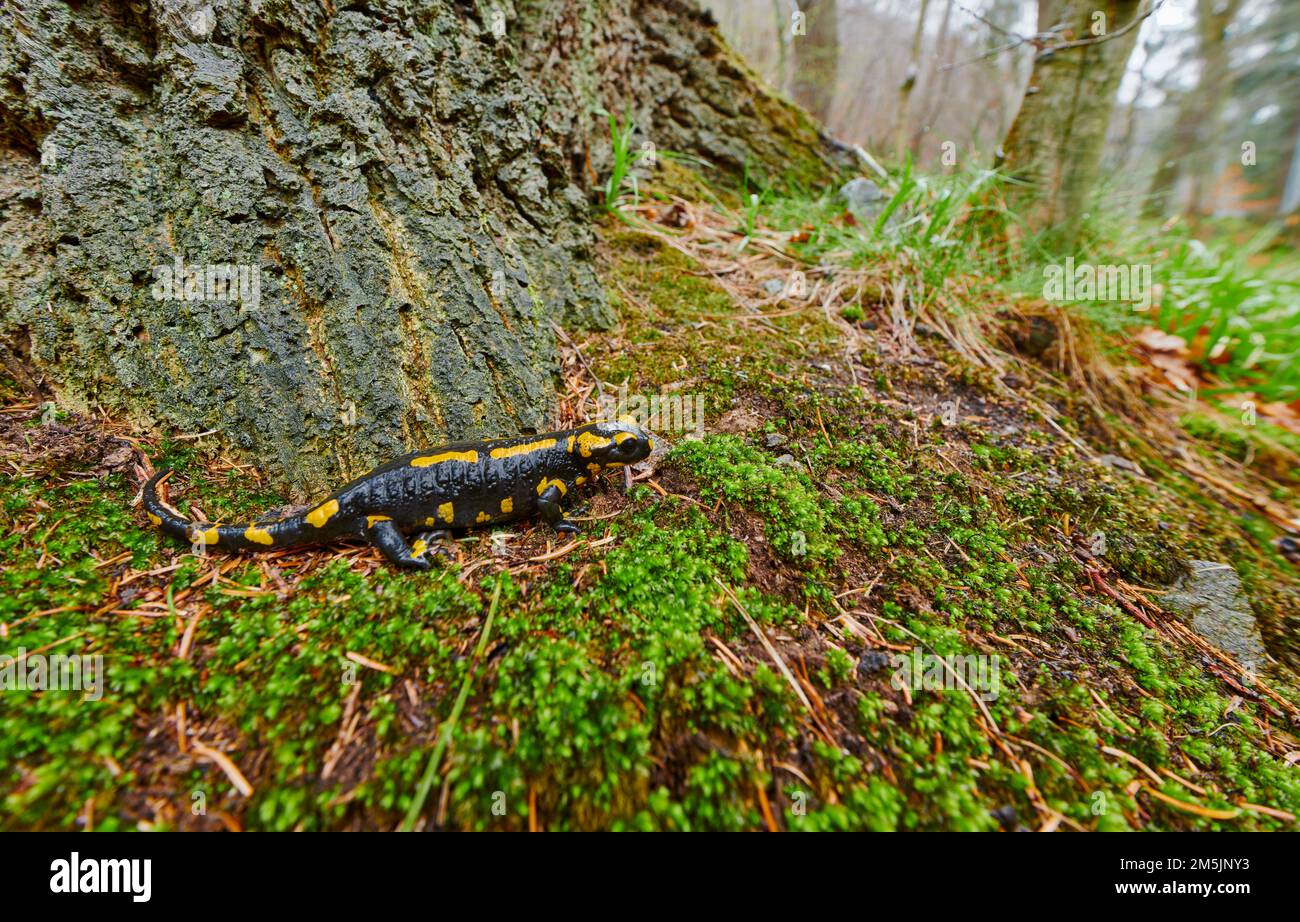 Feuersalamander, Salamandra salamandra, european fire salamander Stock ...