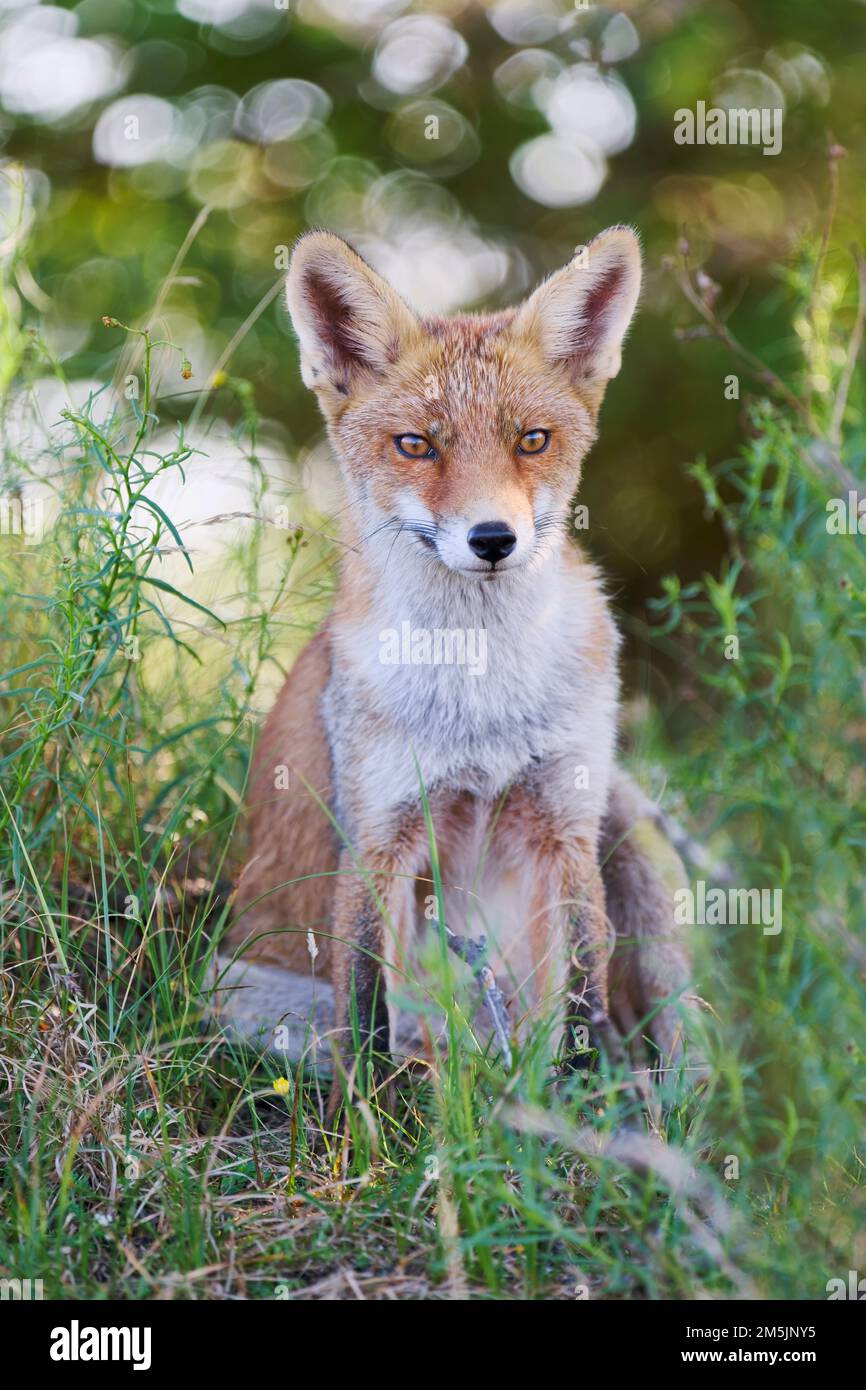 Rotfuchs, Vulpes vulpes, Red Fox Stock Photo - Alamy