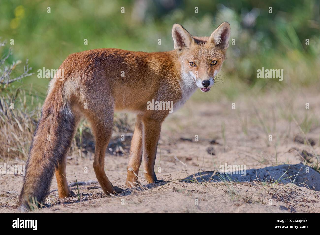 Rotfuchs, Vulpes vulpes, Red Fox Stock Photo - Alamy