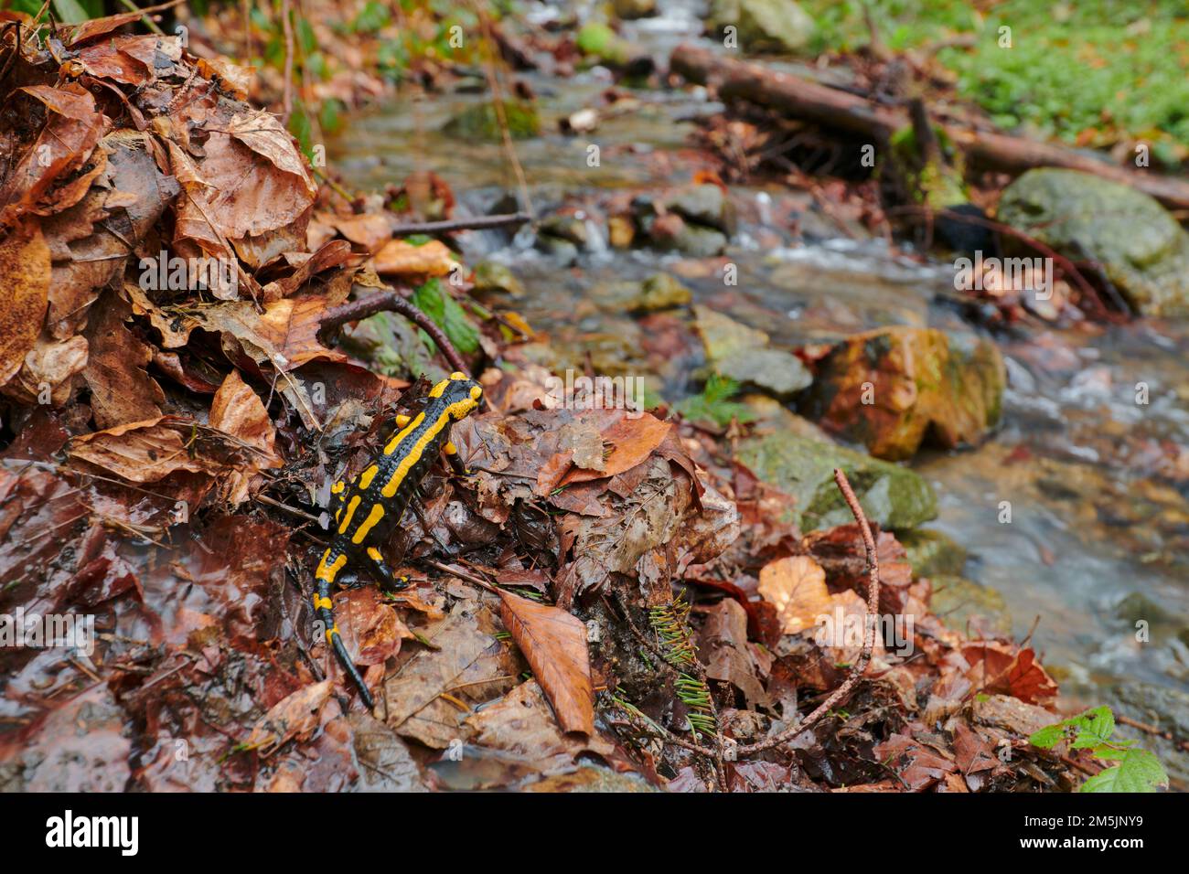 Feuer salamander salamandra salamandra hi-res stock photography and ...