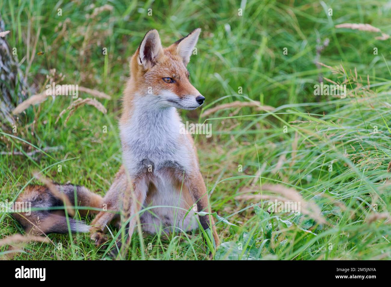 Rotfuchs, Vulpes vulpes, Red Fox Stock Photo - Alamy