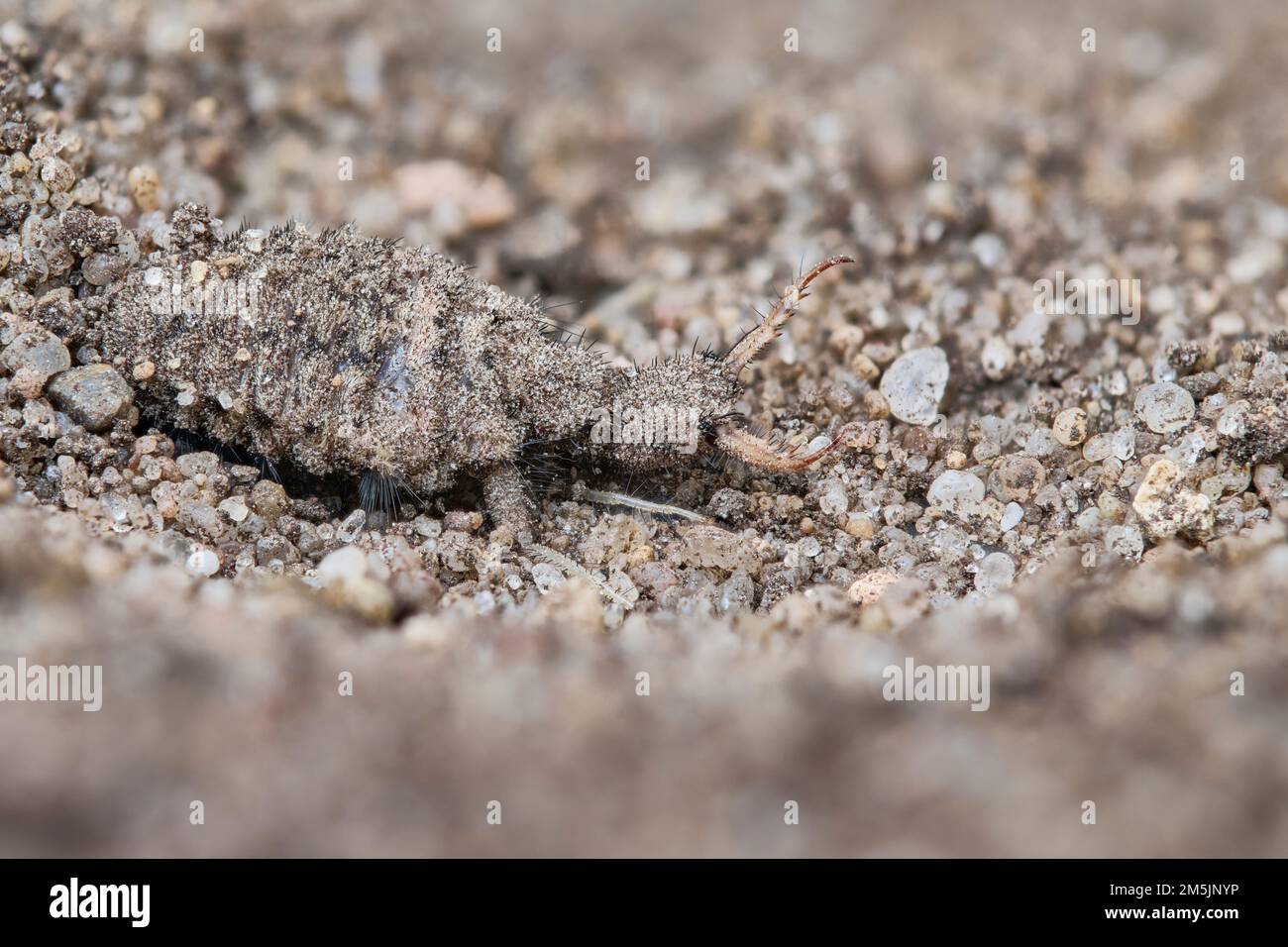 Geflecktflueglige Ameisenjungfer Larve - Ameisenloewe, Euroleon nostras ...