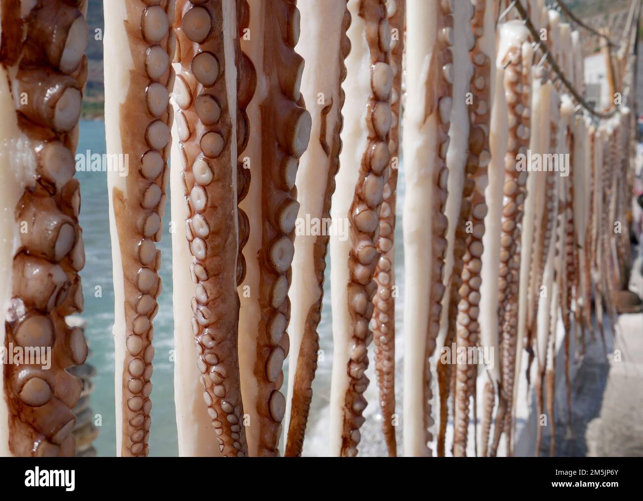 Octopus hanging to dry out in the sun, sea food, greece Stock Photo - Alamy