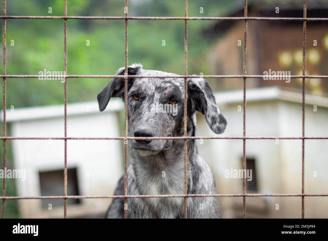 Carea leones hi-res stock photography and images - Alamy