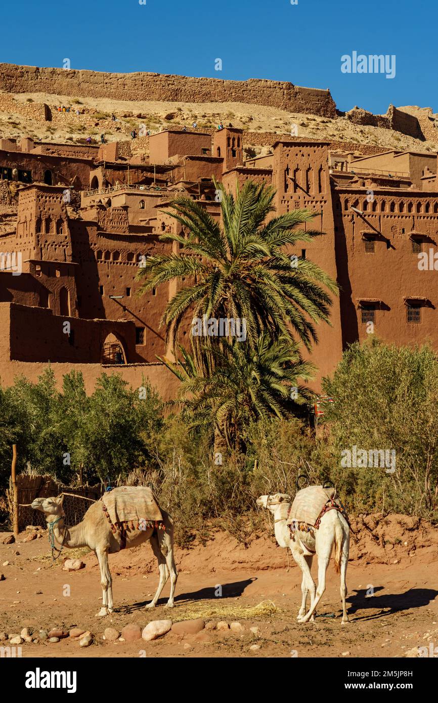 Berber camels hi-res stock photography and images - Alamy