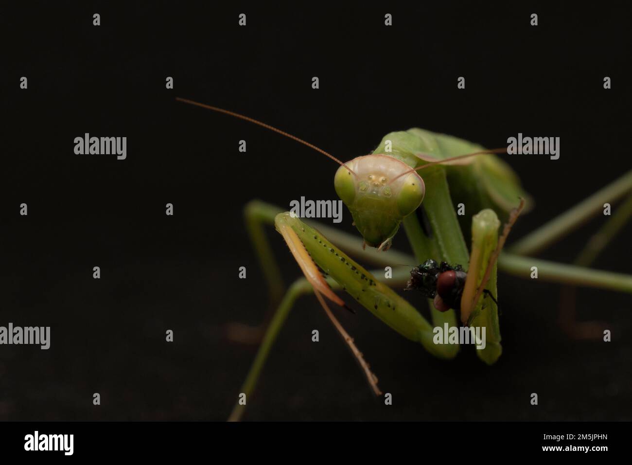 Praying mantis mantis religiosa eating hi-res stock photography and ...