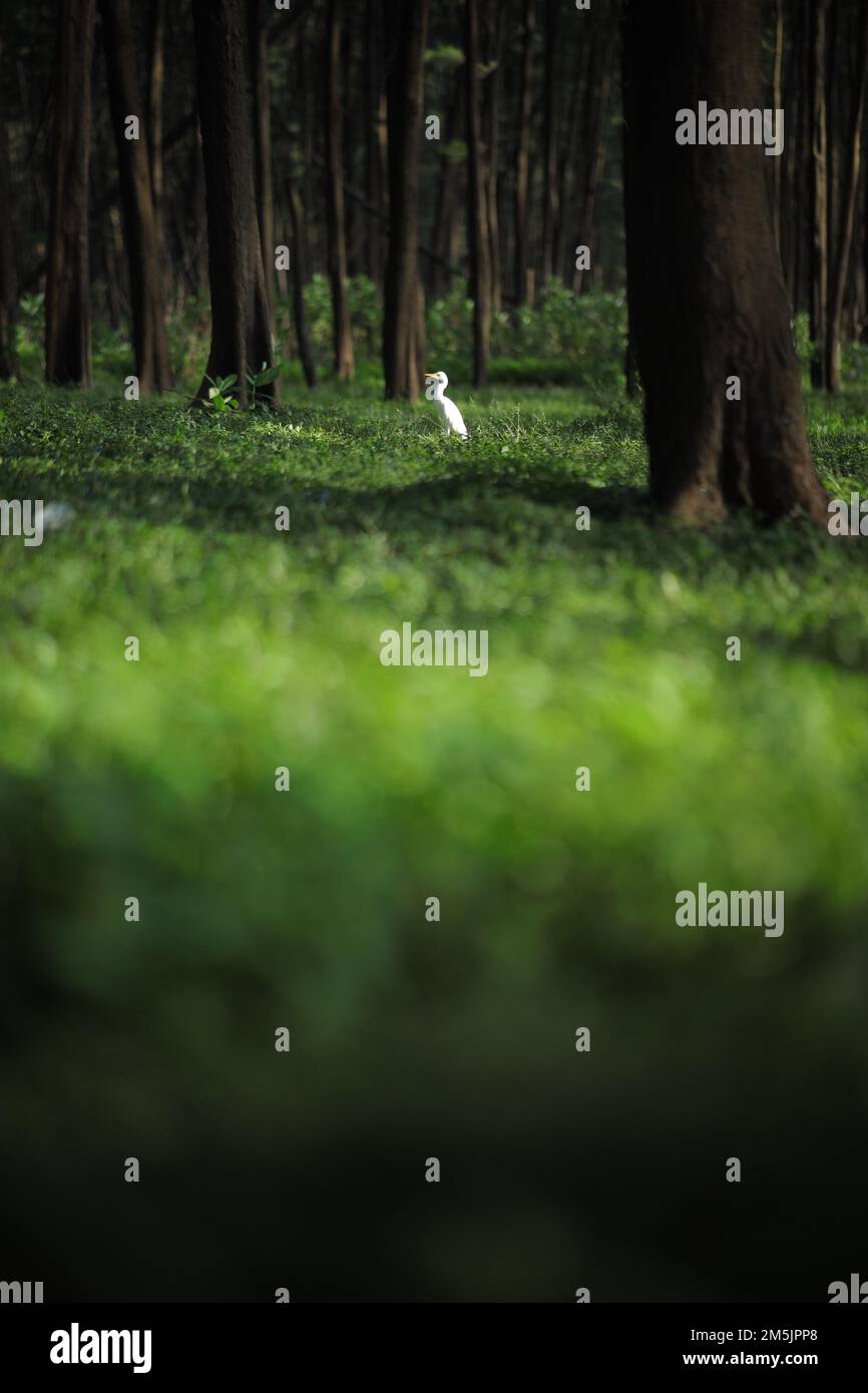 A vertical of a distant great egret standing alone in a dense forest ...