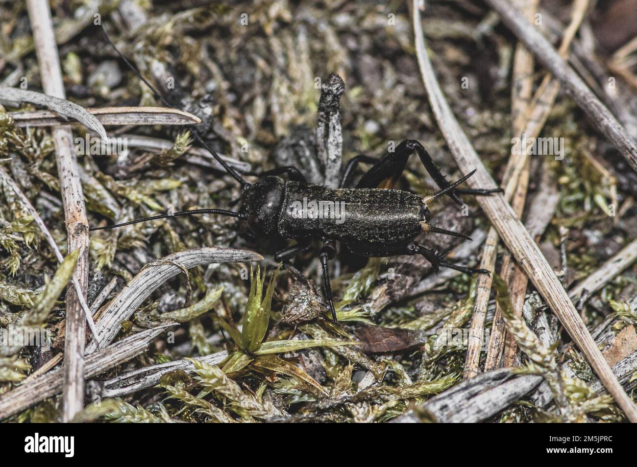 A closeup of an European Field Cricket (Gryllus campestris Stock Photo ...