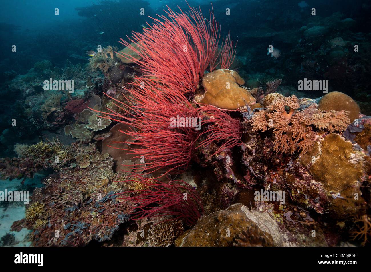 A closeup shot of the red sea whips (ellisela ceratophyta) and corals ...