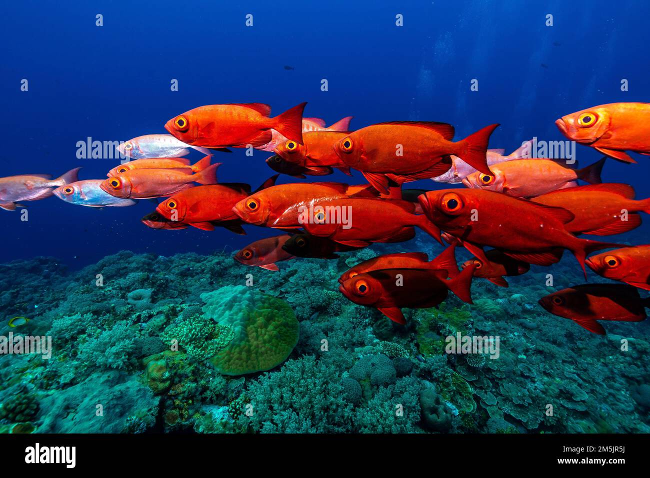 A school of moontail bullseye fish swimming around the corals in the ...