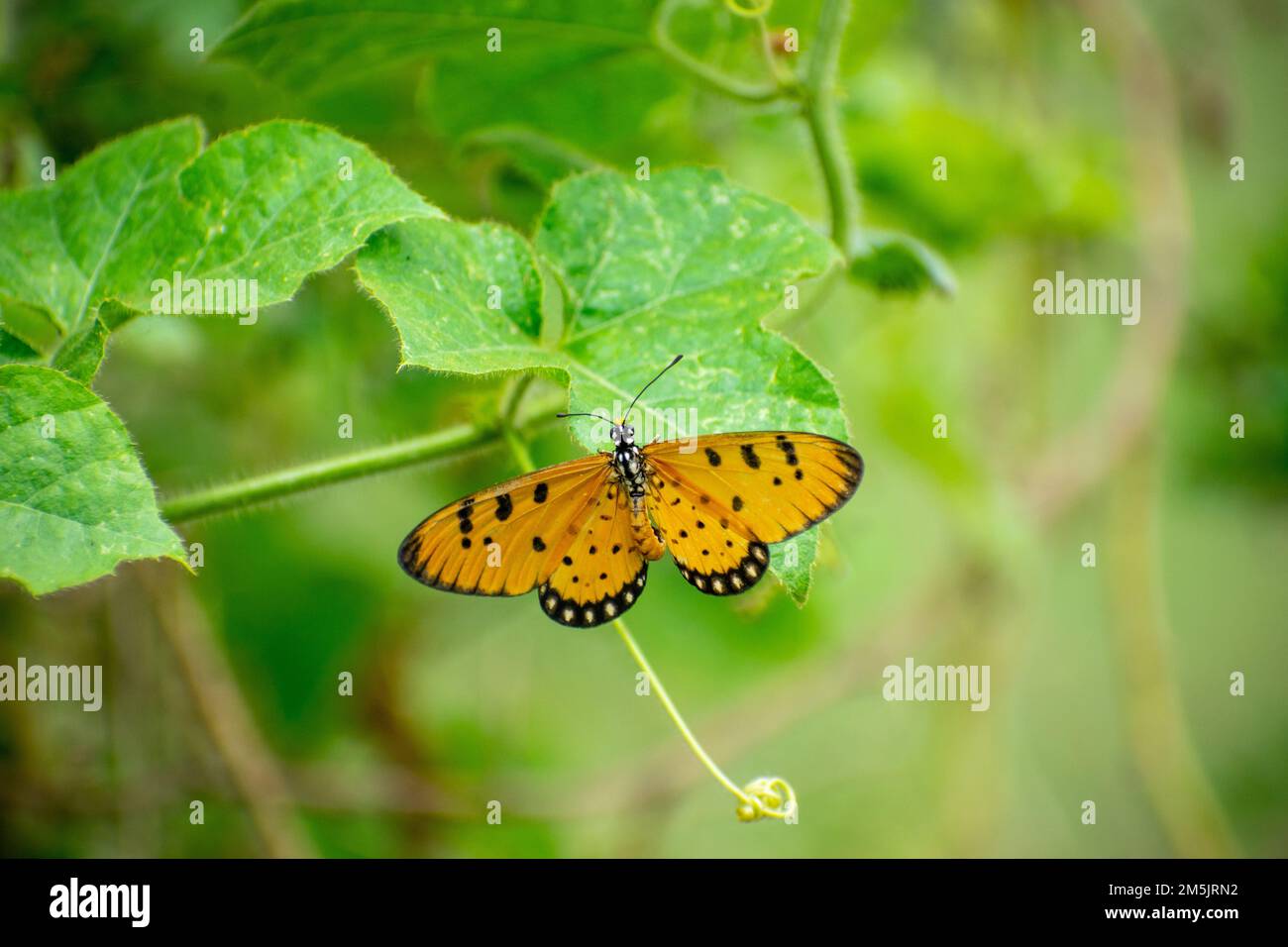 Monarch butterfly simply danaus plexippus hi-res stock photography and ...
