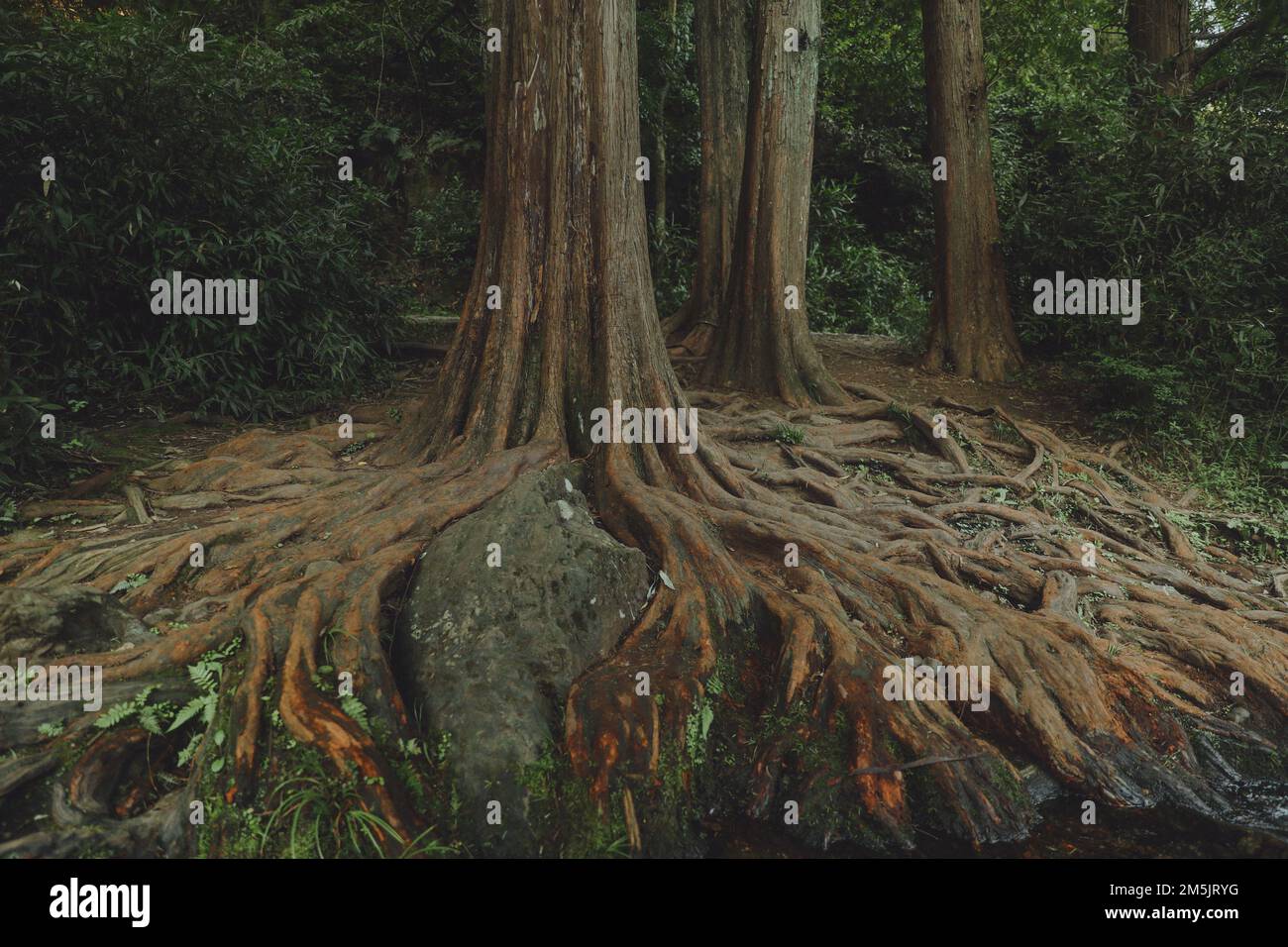 A closeup of tree roots in a forest Stock Photo - Alamy