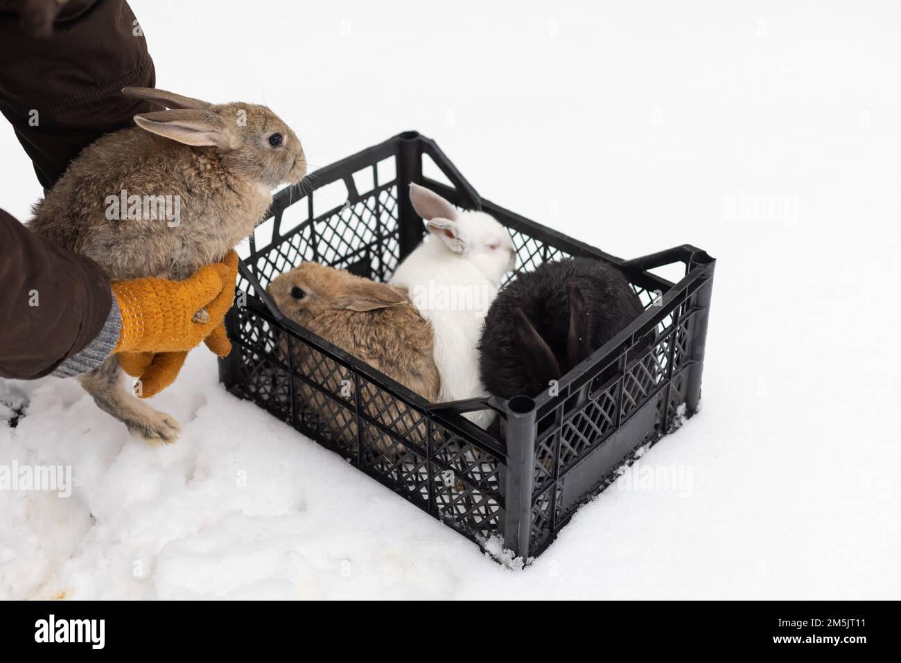Farmer taking rabbit of from a basket. Farm animals Stock Photo - Alamy