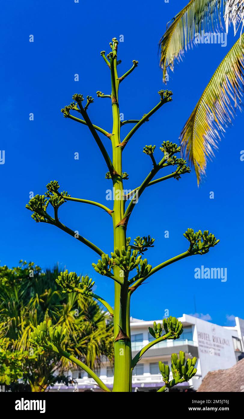 Tropical natural mexican palm tree with coconuts and blue sky ...