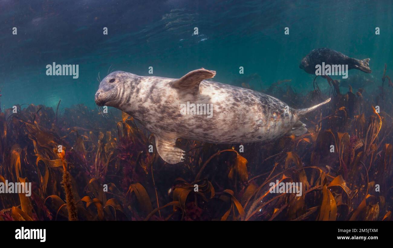 Farne islands seals diving hi-res stock photography and images - Alamy