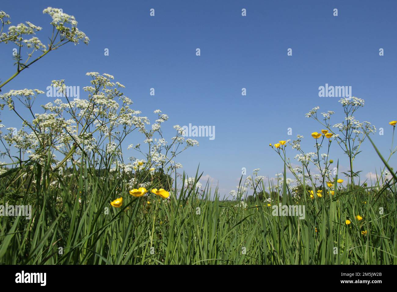 front view at white cow parsley, yellow buttercups and green grass ...
