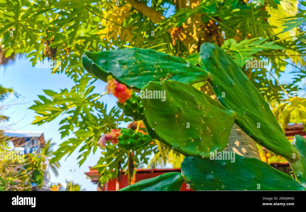 Tropical mexican cacti cactus jungle plants trees and natural forest ...