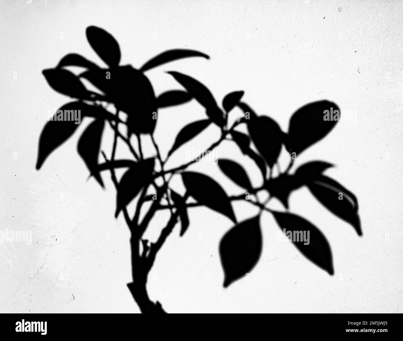 Tree leaves shadows white wall Black and White Stock Photos & Images ...
