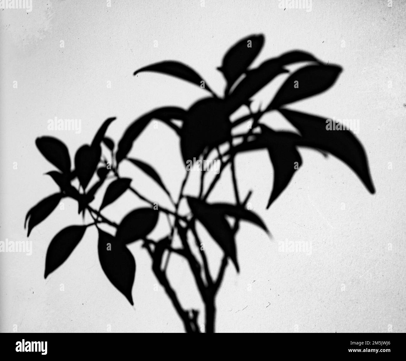 Tree leaves shadows white wall Black and White Stock Photos & Images ...