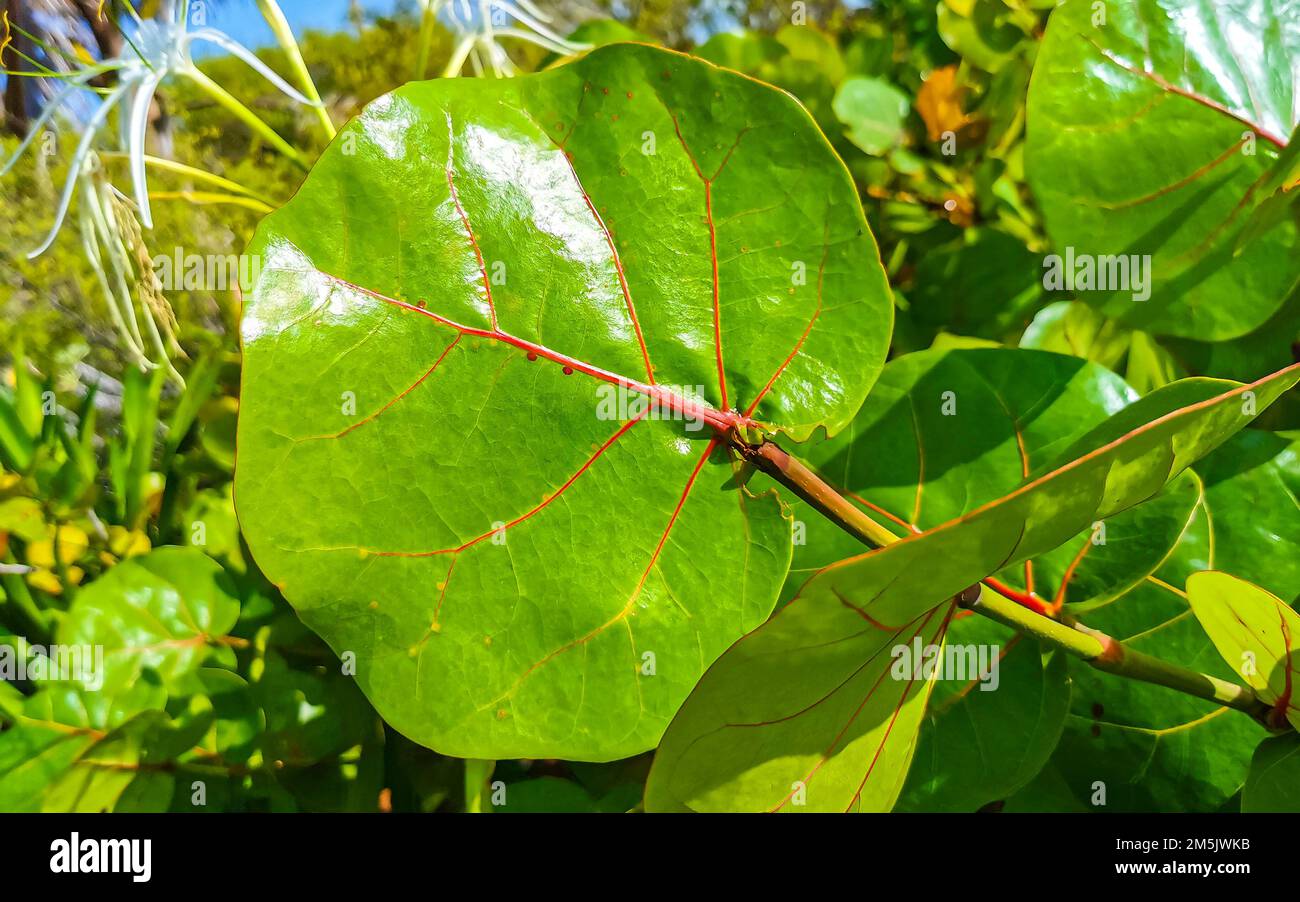 Tropical natural jungle forest palm trees at the ancient Tulum ruins ...